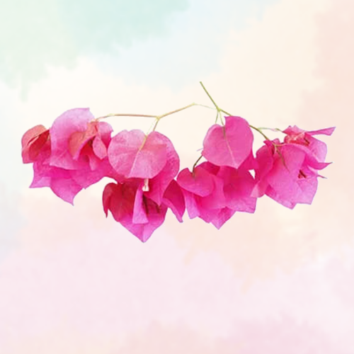Las flores en español – Vocabulario visual: teoria y actividades de ...