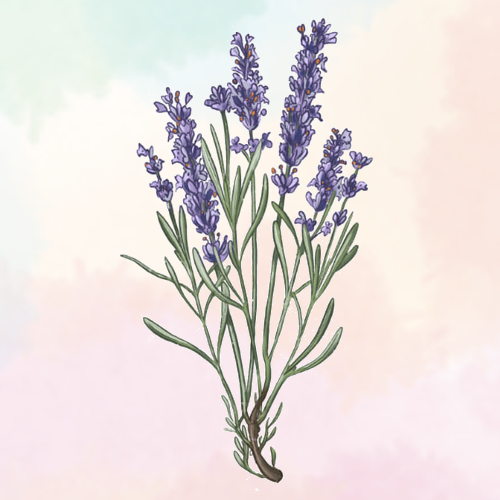 Las flores en español – Vocabulario visual: teoria y actividades de ...